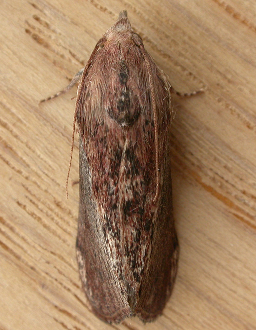 Estos gusanos comen plástico y salvan el planeta – Revolucion 3.0