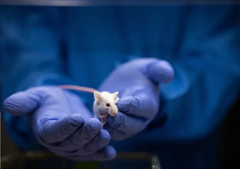 🌟 LA NATURALEZA IMPONE SUS LÍMITES: CLONAR MAMÍFEROS INDEFINIDAMENTE ES ...